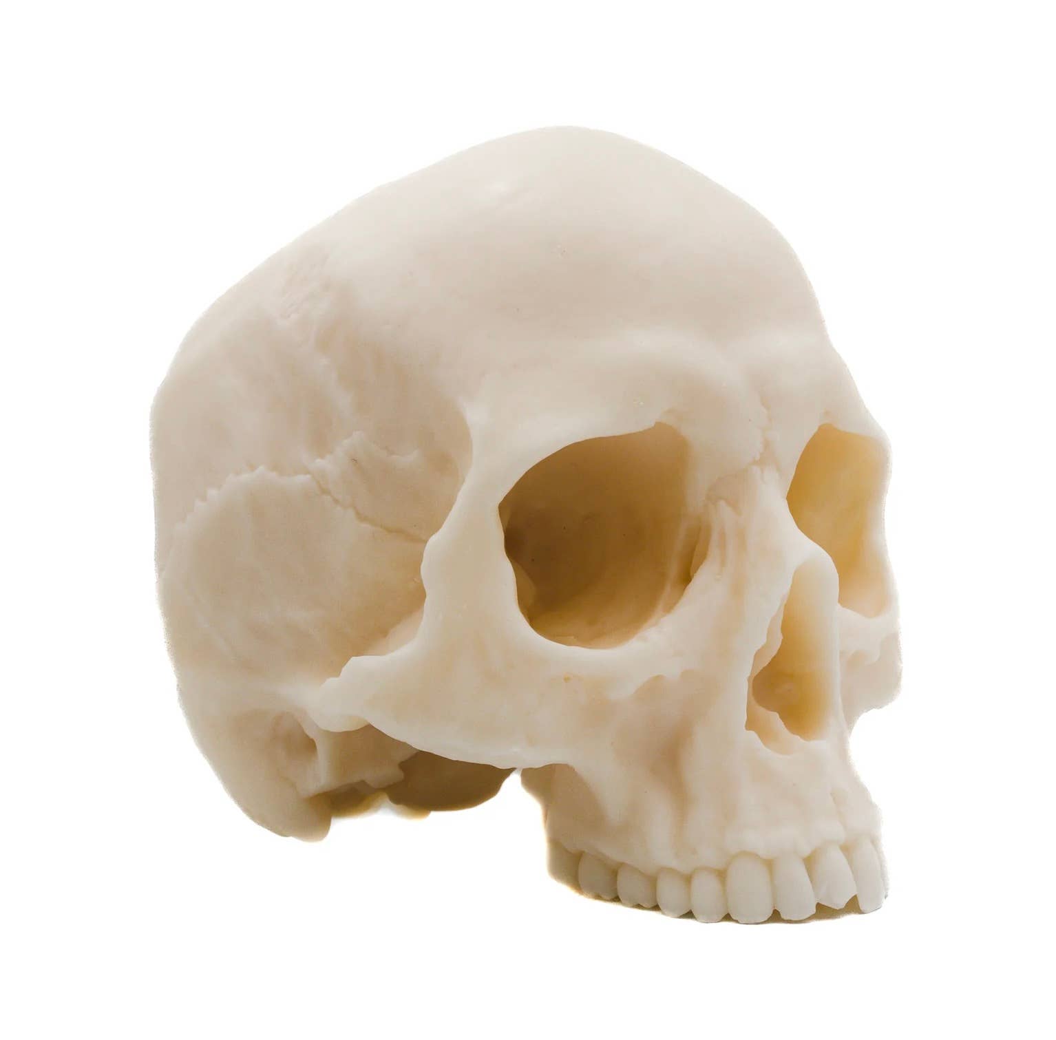 Human Half Skull | Pillar